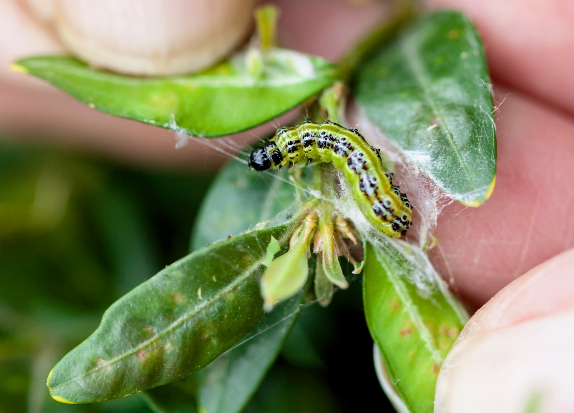 HGVJ - Alles voor jouw tuin op één vertrouwde plek!