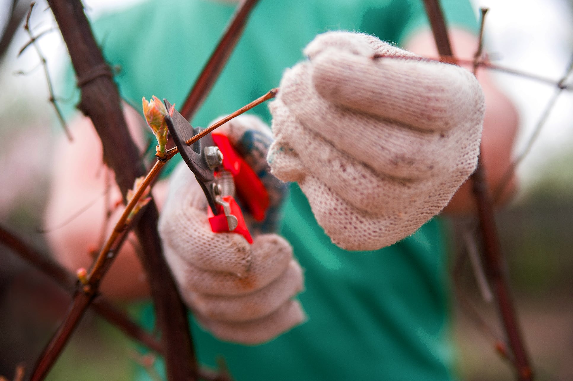 Sopropo kweken: van zaaien tot oogsten | HGVJ.eu