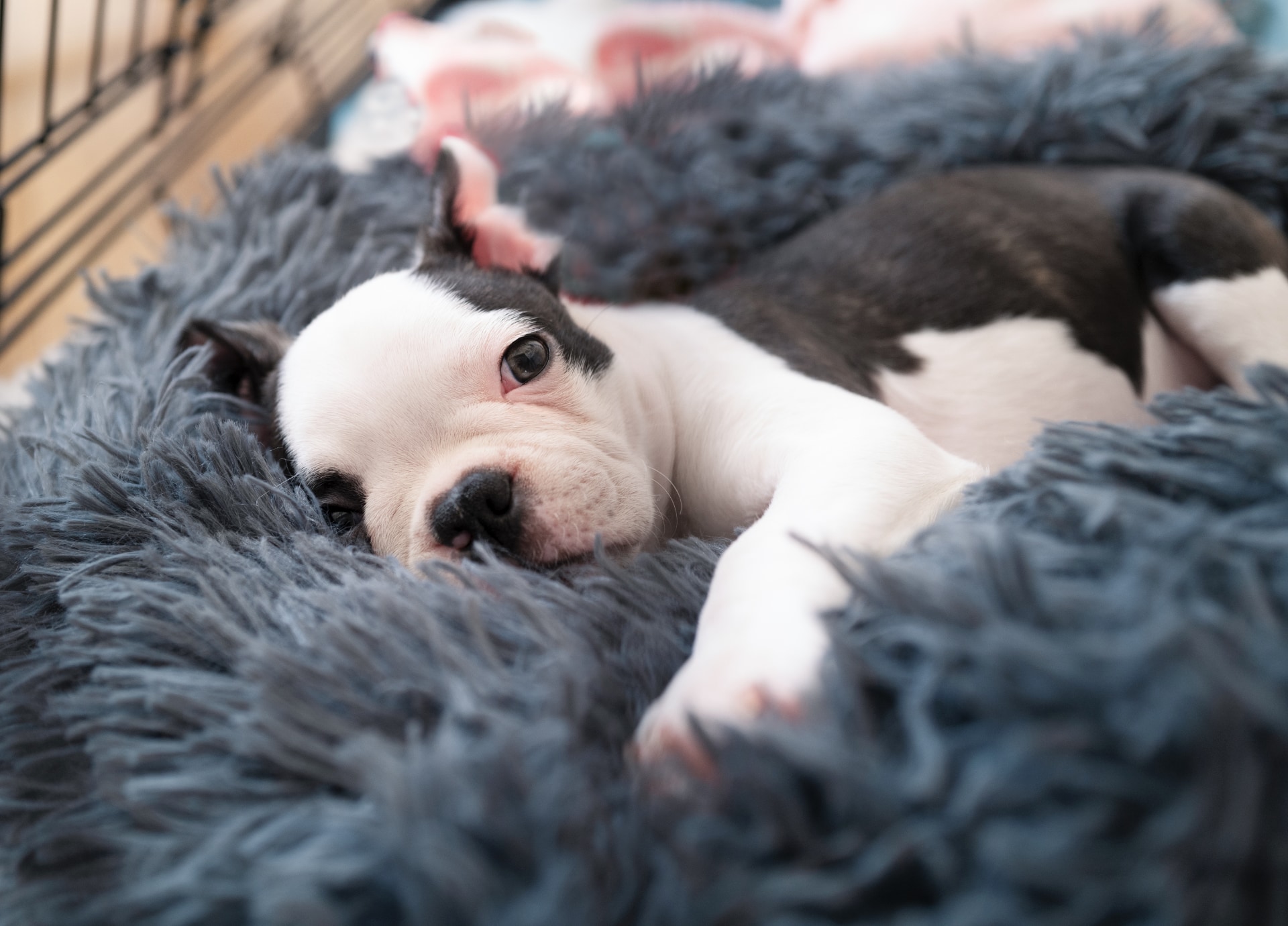 HGVJ - Alles voor jouw tuin en dier op één vertrouwde plek!