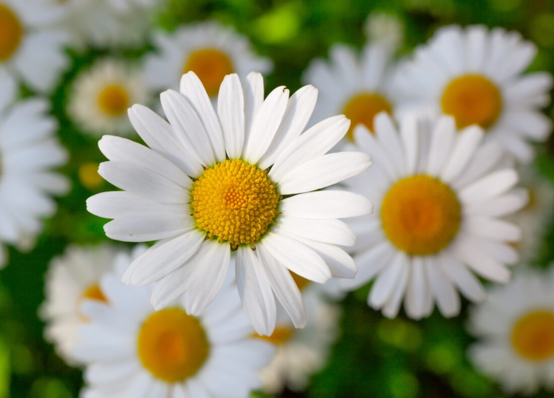 HGVJ - Alles voor jouw tuin op één vertrouwde plek!