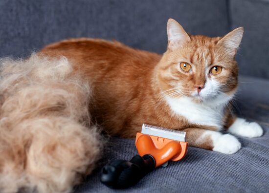 Mijn kat verliest veel haar: wat kan de oorzaak zijn?