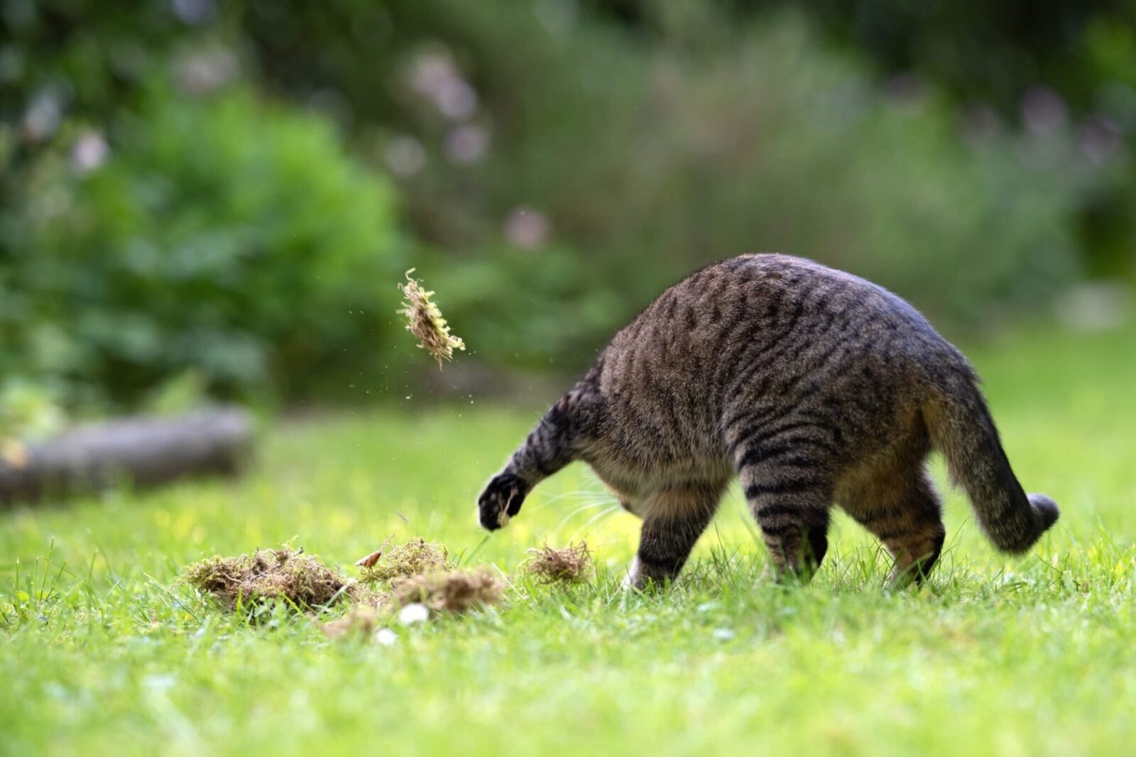 Slakken bestrijden en voorkomen | HGVJ.eu