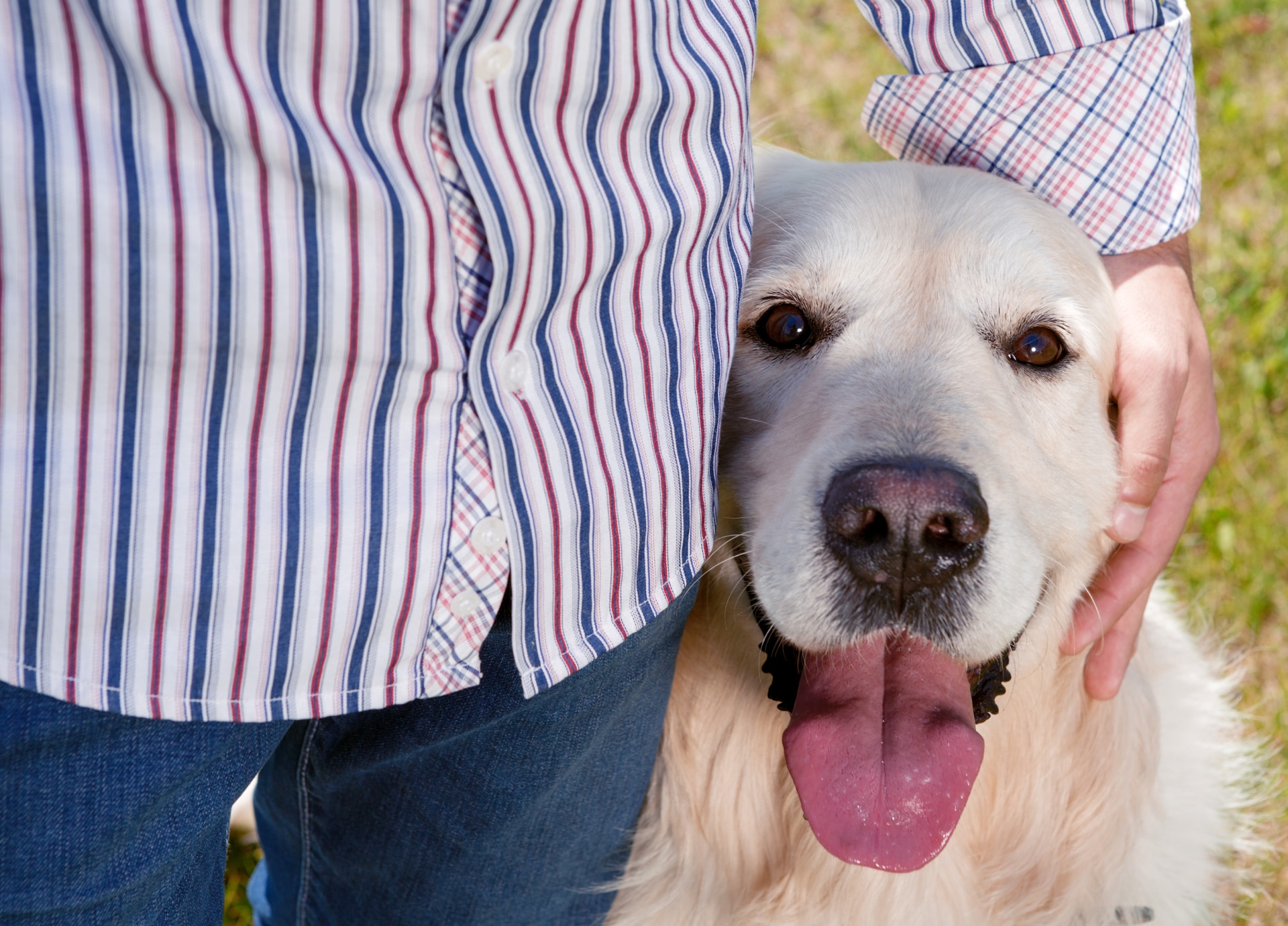 Labradoodle kopen? Dit zijn de belangrijkste raskenmerken – HGVJ