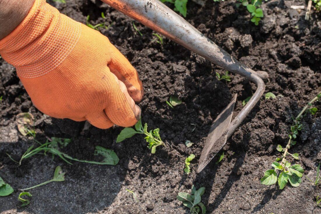 Katten uit de tuin houden? 5 diervriendelijke tips | HGVJ.eu