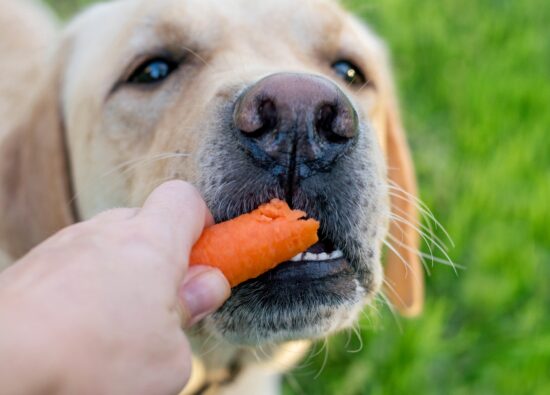 Dé 10 beste probiotica voor honden in 2023 – HGVJ