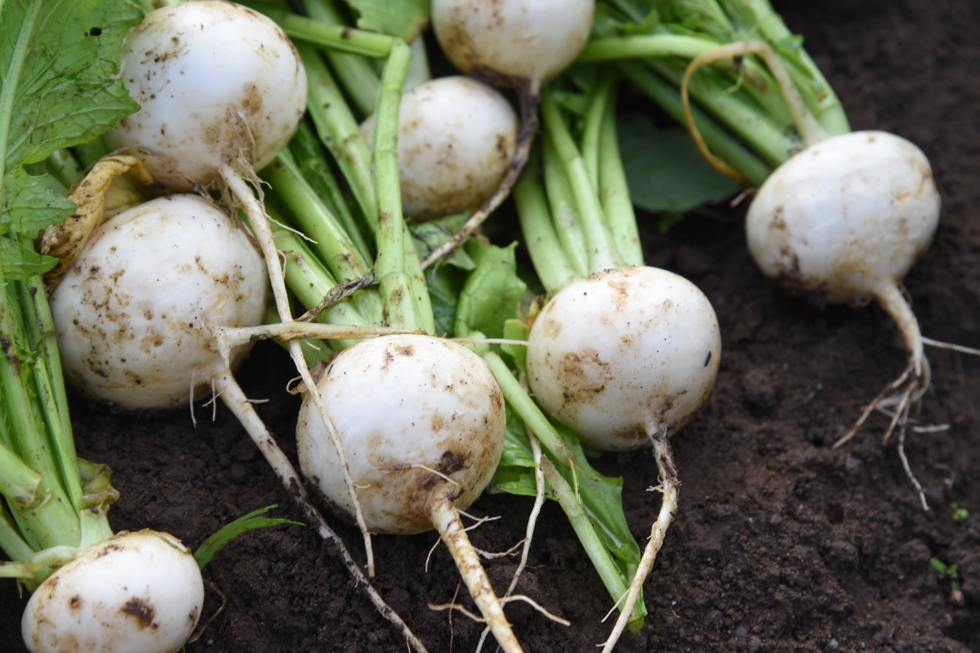 Spruitkool kweken: van zaaien tot oogsten | HGVJ.eu