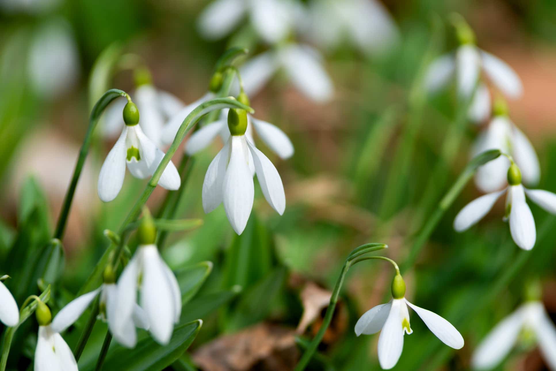 Oude wijfjes planten en verzorgen | HGVJ.eu